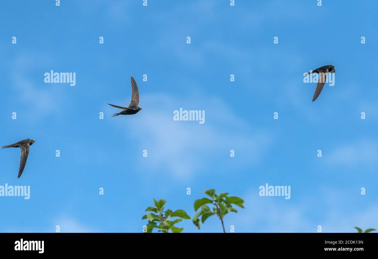 Swifts, Apus apus, flying around nesting area in old church tower Stock ...