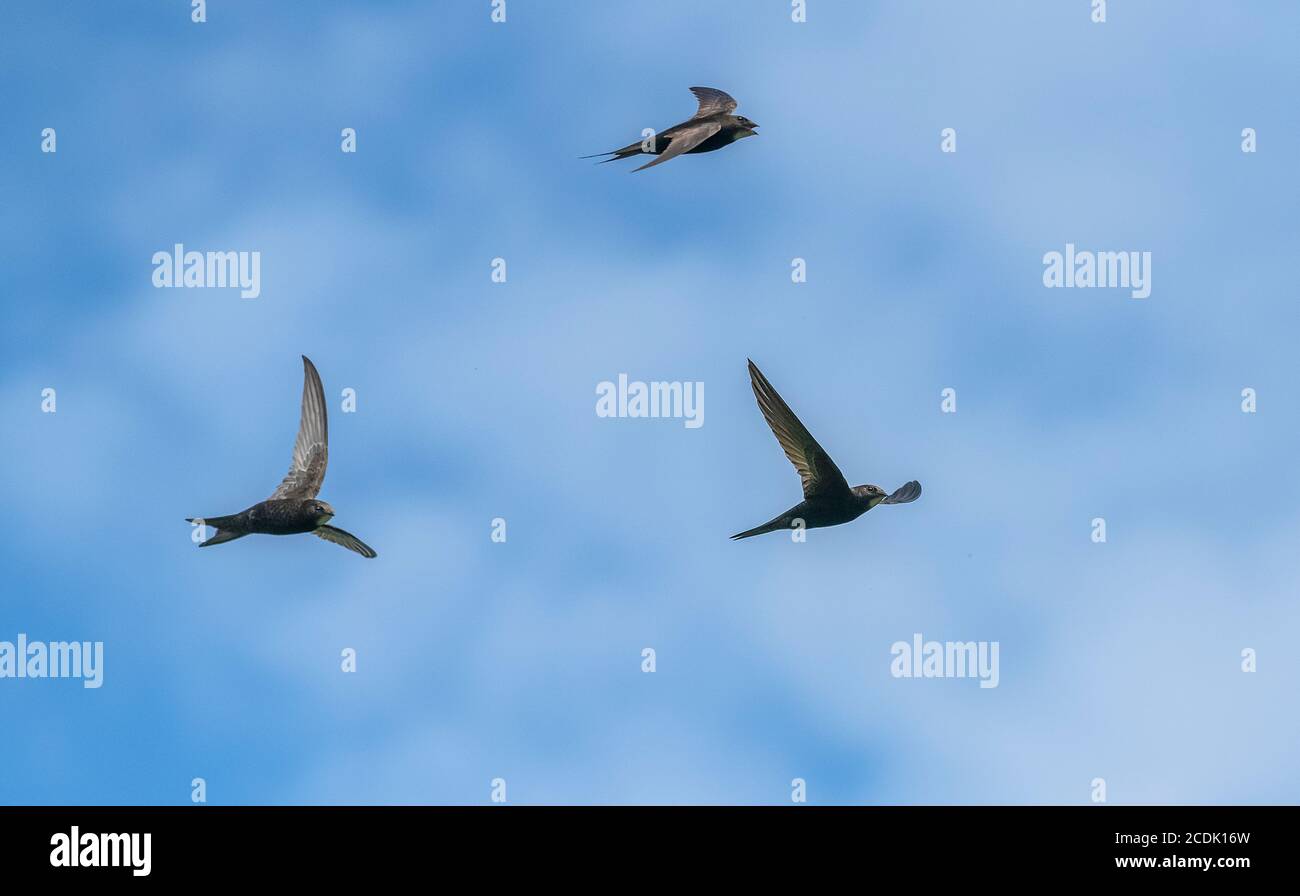 Swifts, Apus apus, flying around nesting area in old church tower Stock ...