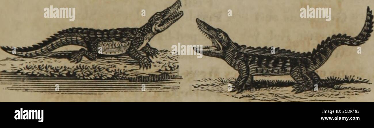 . Elementary exercises for the deaf and dumb . Crocodile Alligator ...