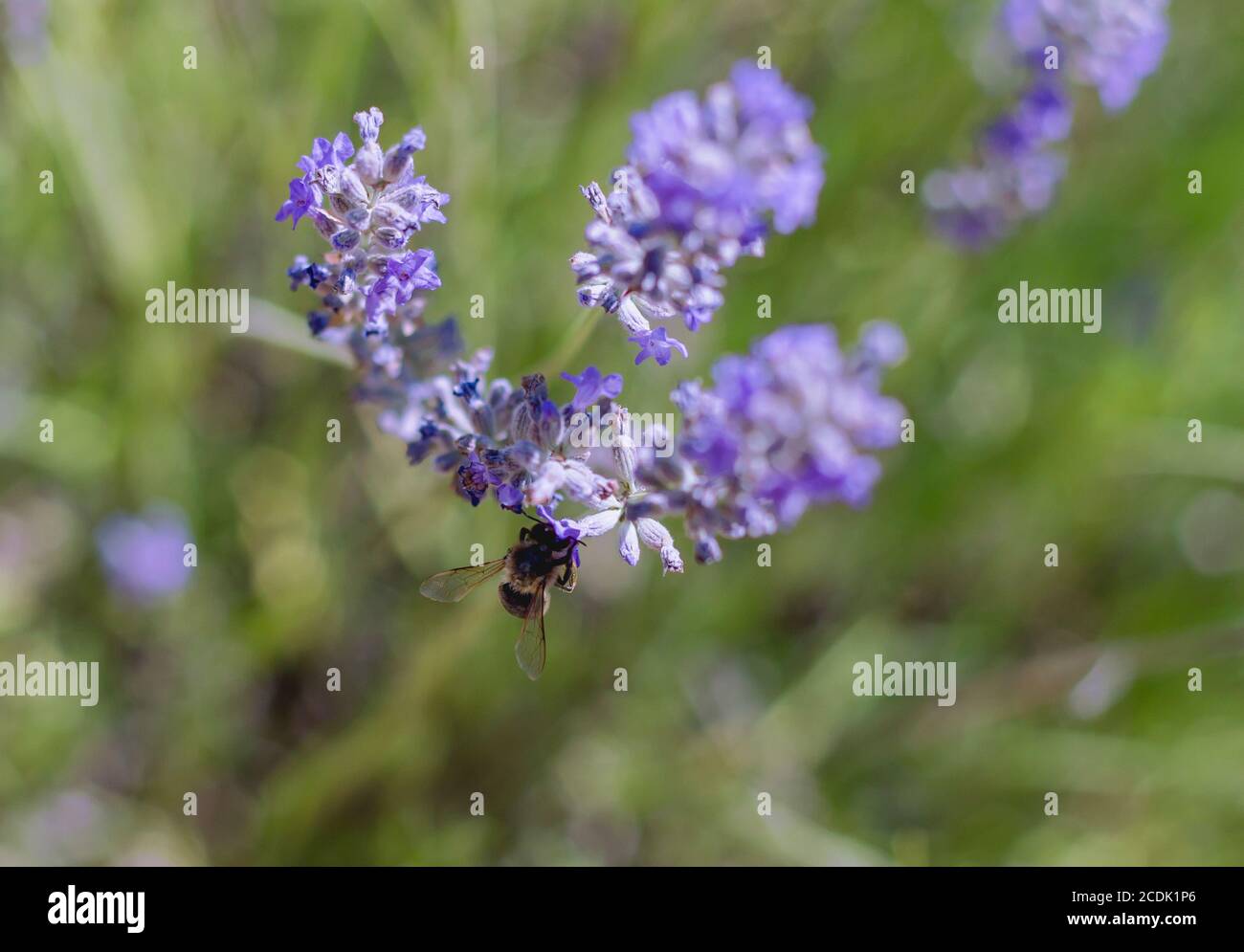 Honey bee pollinating lavender flowers Stock Photo - Alamy