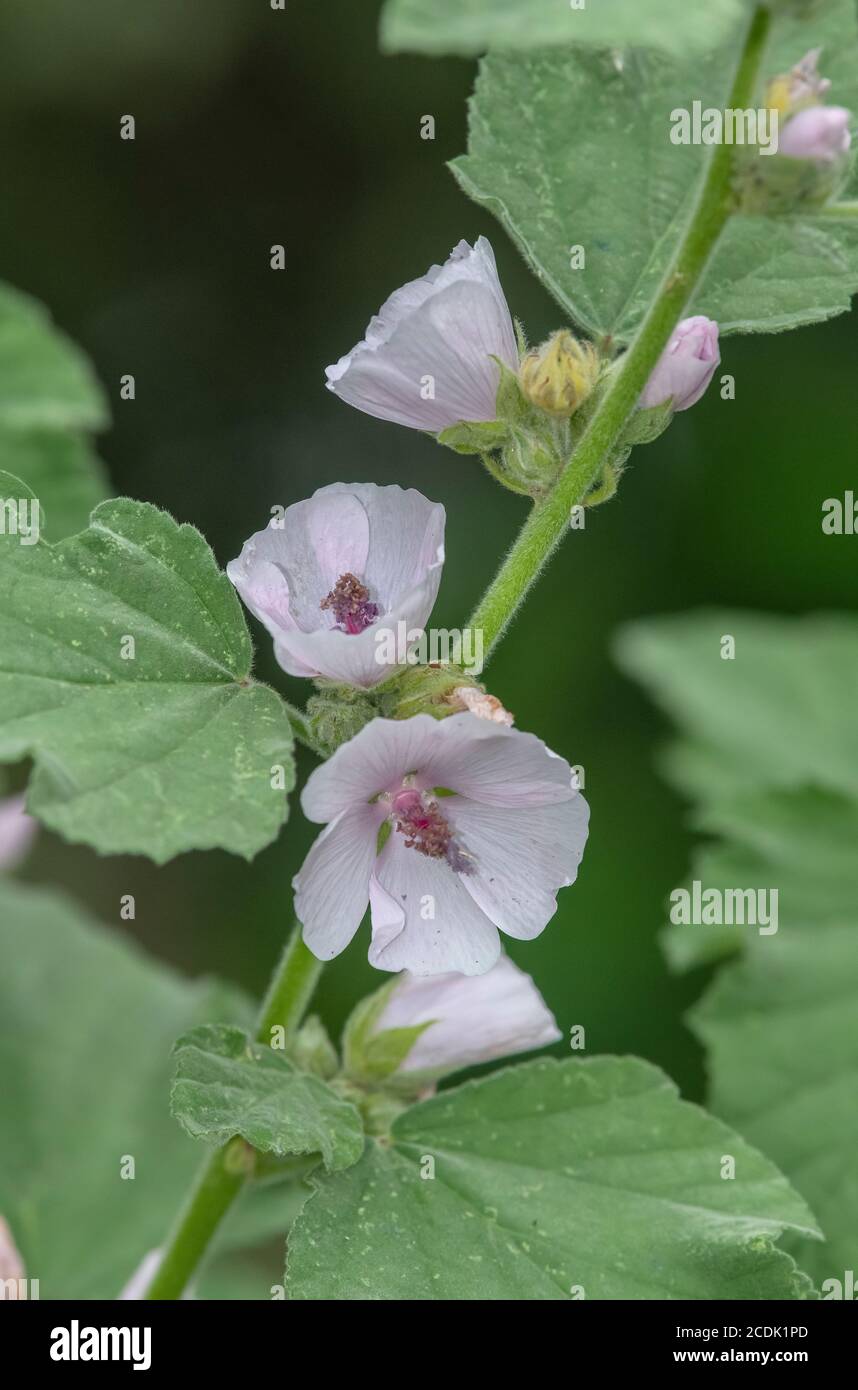 Marsh-mallow, Althaea officinalis, in flower in riverside marshland ...
