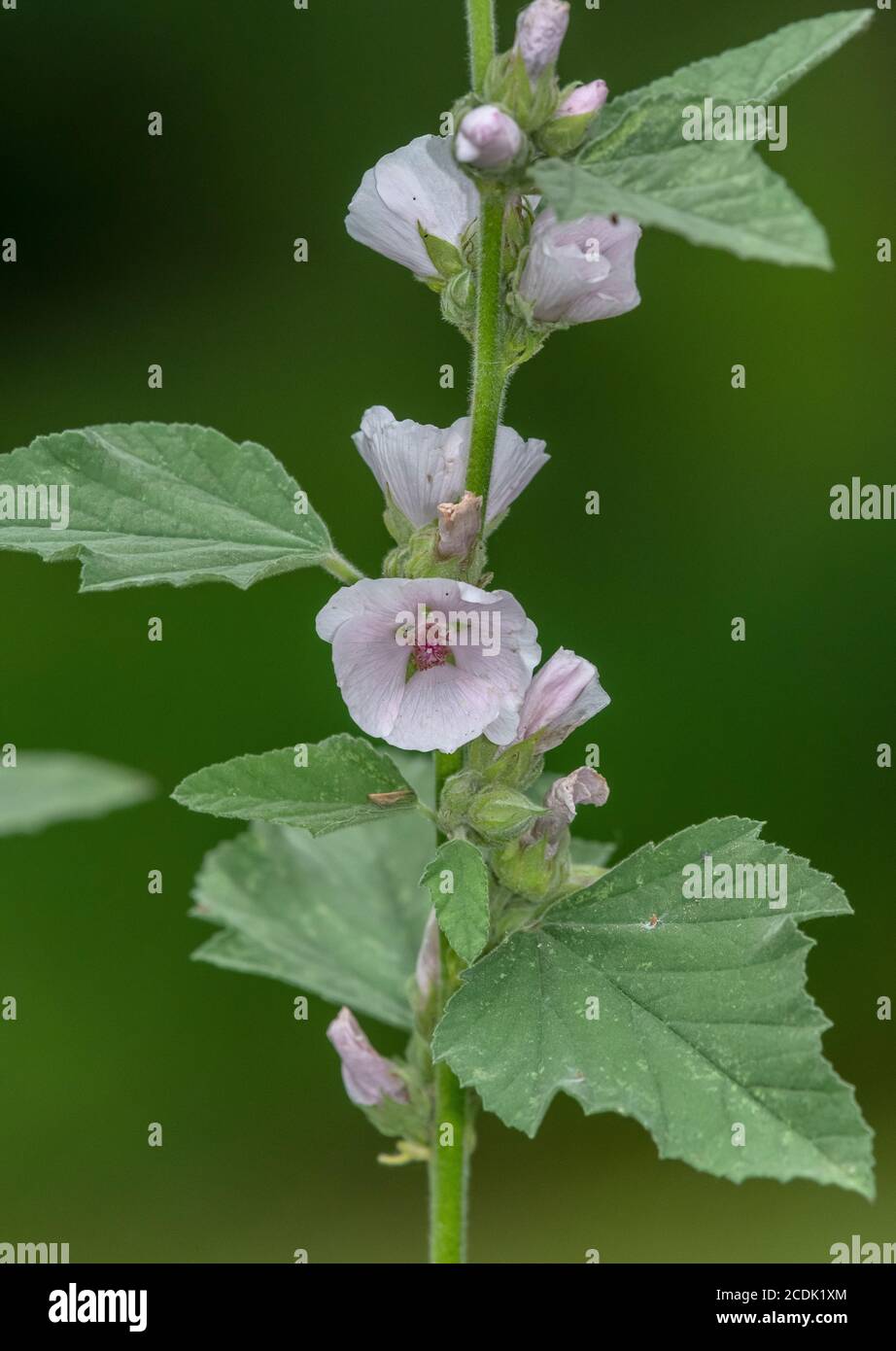 Marsh mallow plant hi-res stock photography and images - Alamy