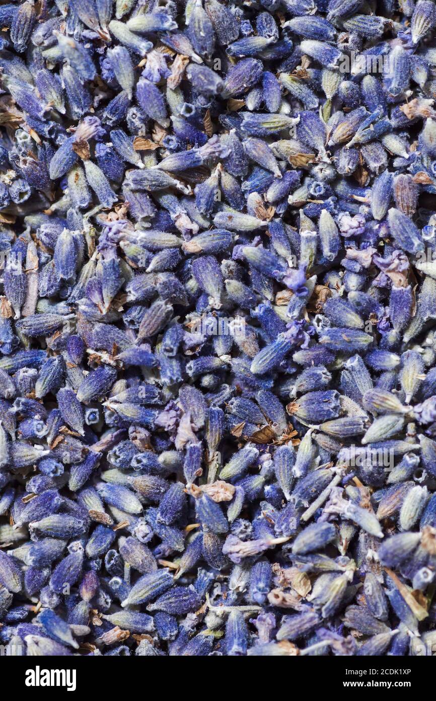 Lavender scattered hi-res stock photography and images - Alamy