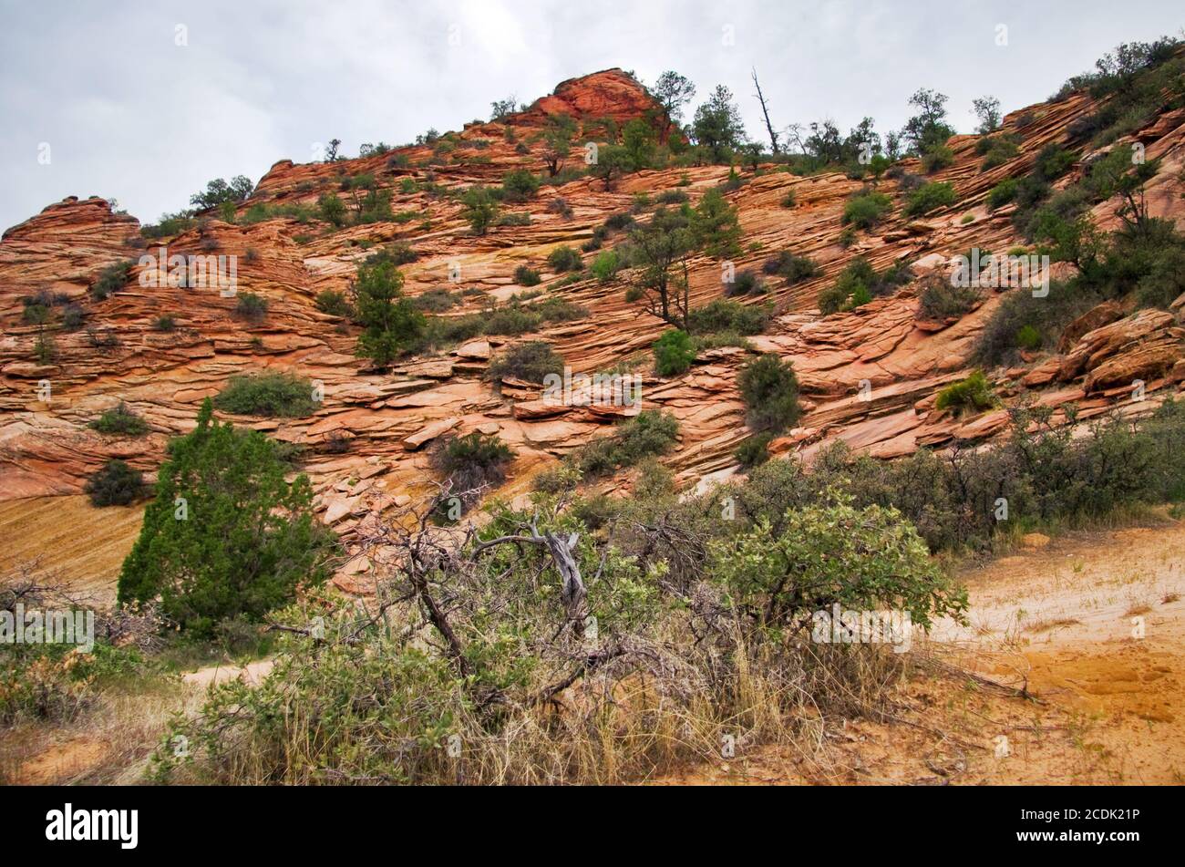Slopes of Zion canyon. Utah. USA Stock Photo - Alamy