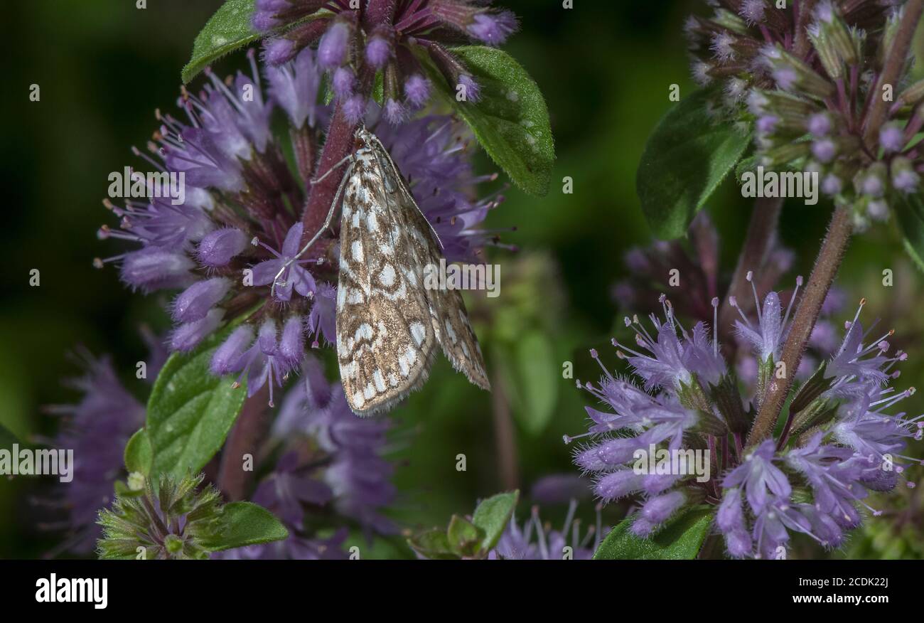 Adult Brown china mark, Elophila nymphaeata, moth, settled on Penny ...