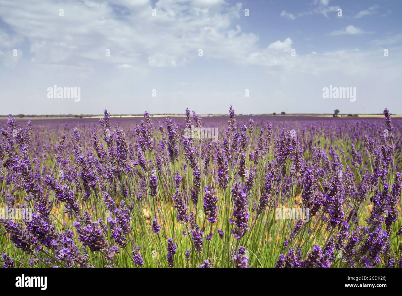 Beautiful purple lavender plants in hi-res stock photography and images ...