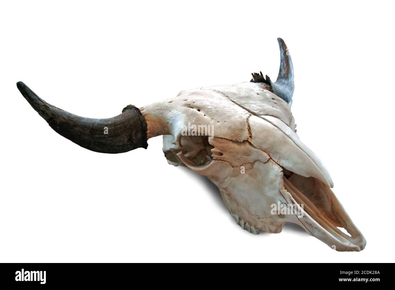 Anatomy cow skeleton hi-res stock photography and images - Alamy