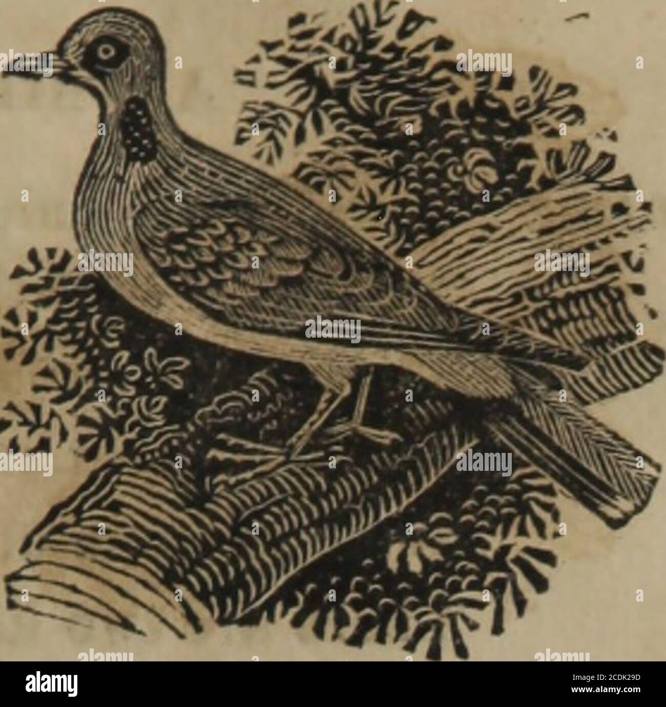 . Elementary exercises for the deaf and dumb . Dove. Ostrich Stock ...