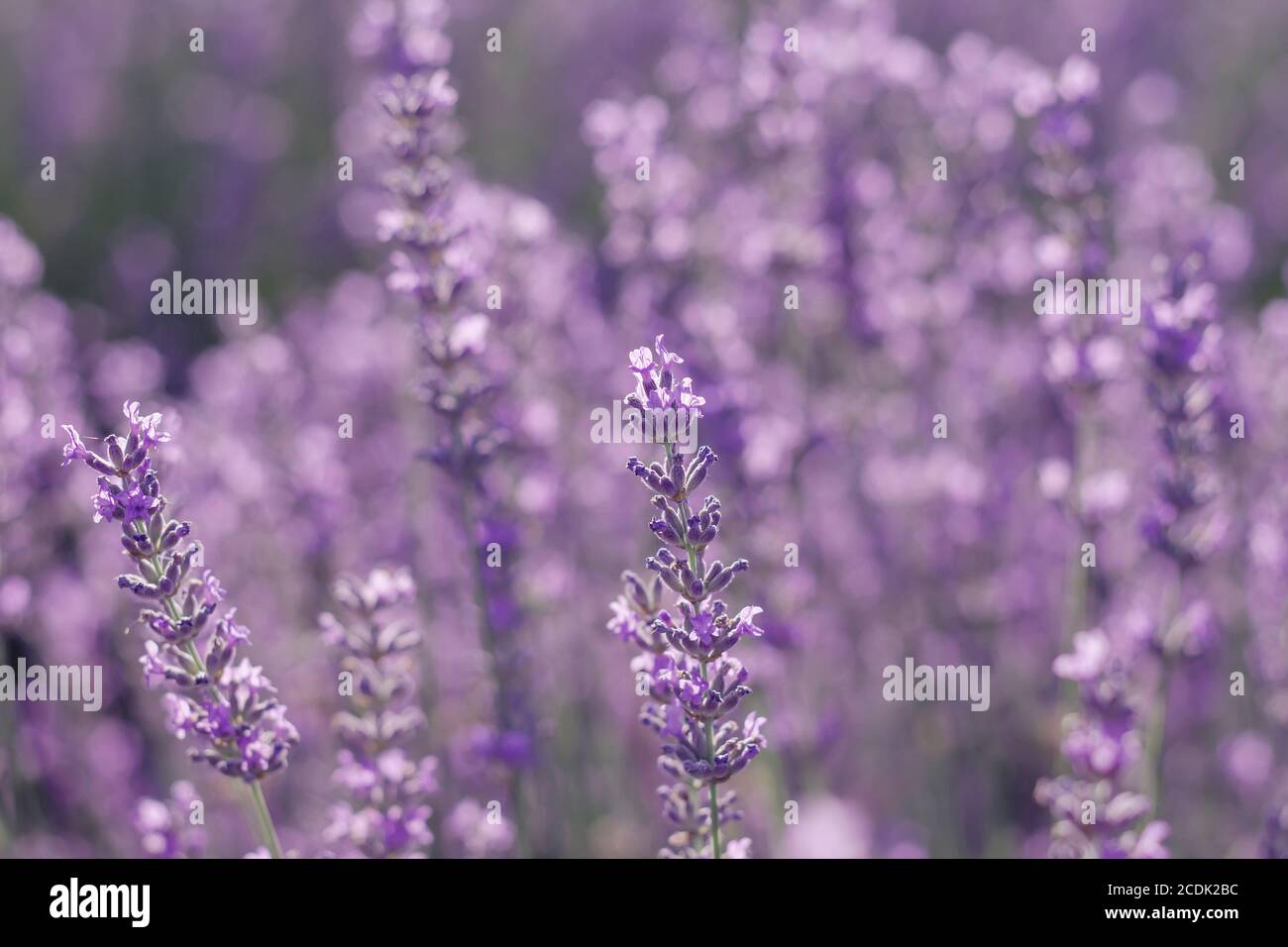 Purple lavender flowers Stock Photo - Alamy