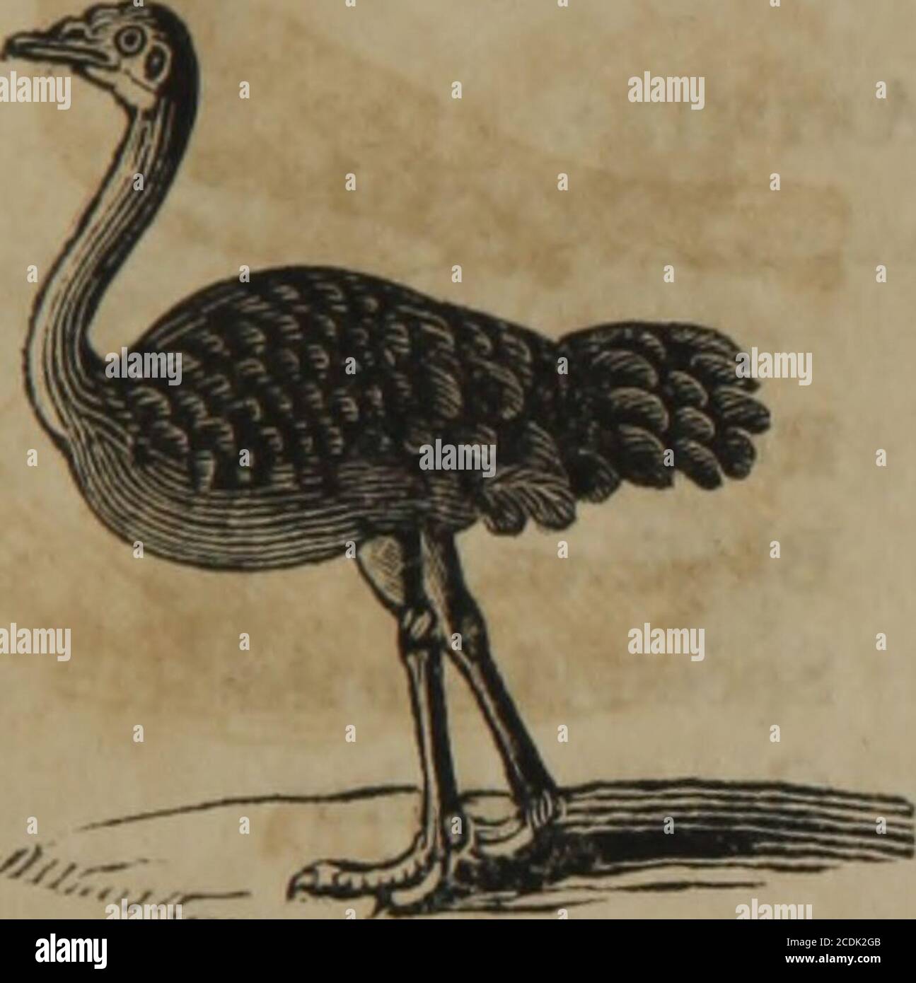 . Elementary exercises for the deaf and dumb . Cassowary. Dove Stock ...