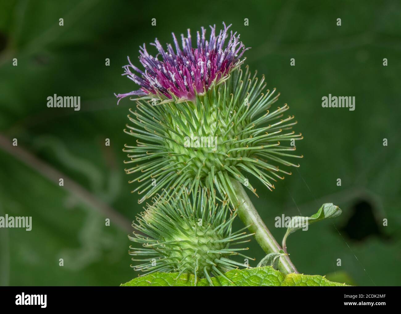Greater Burdock, Arctium lappa, in flower in riverside woodland Stock ...