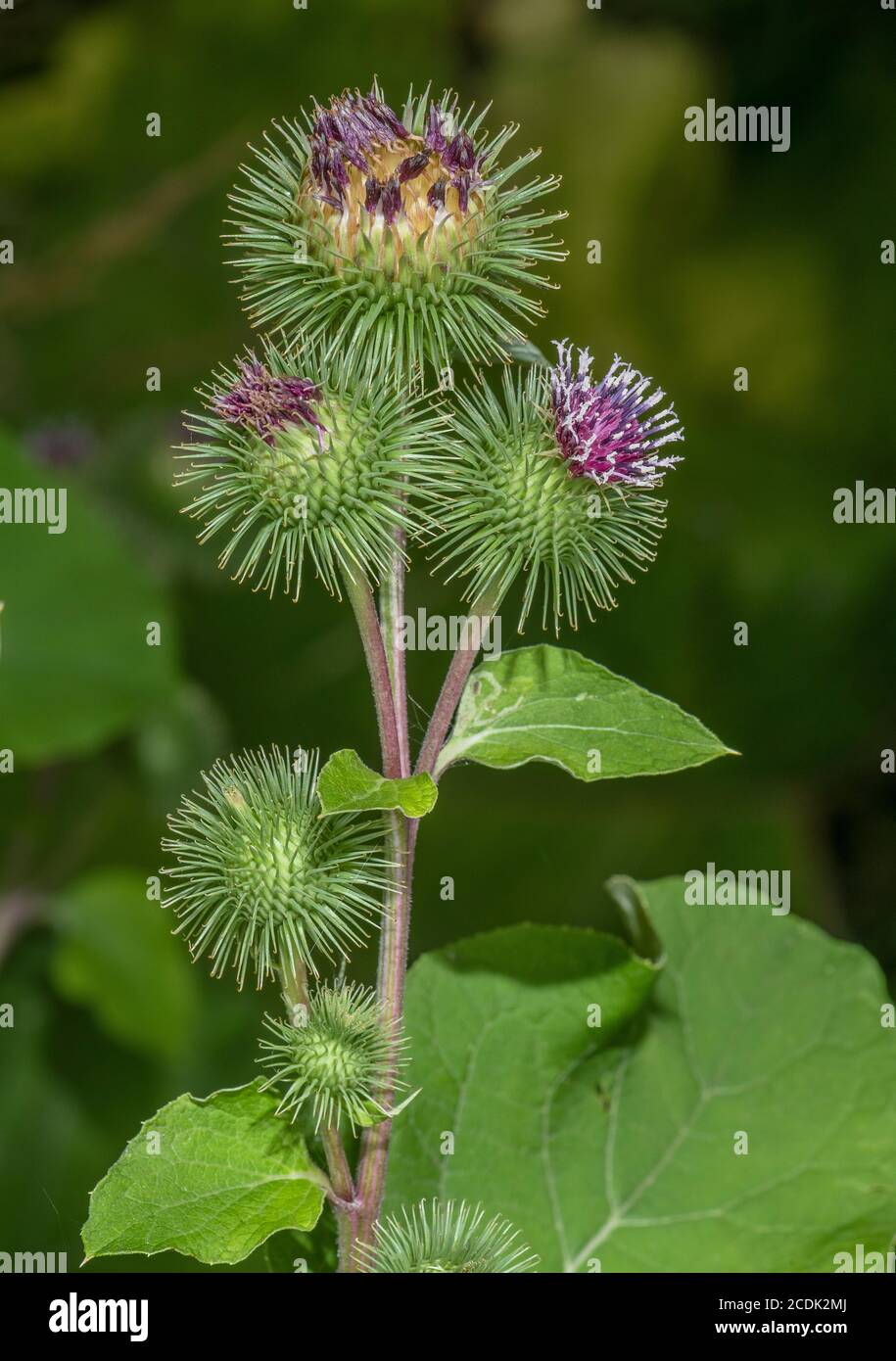 Greater Burdock, Arctium lappa, in flower in riverside woodland Stock ...