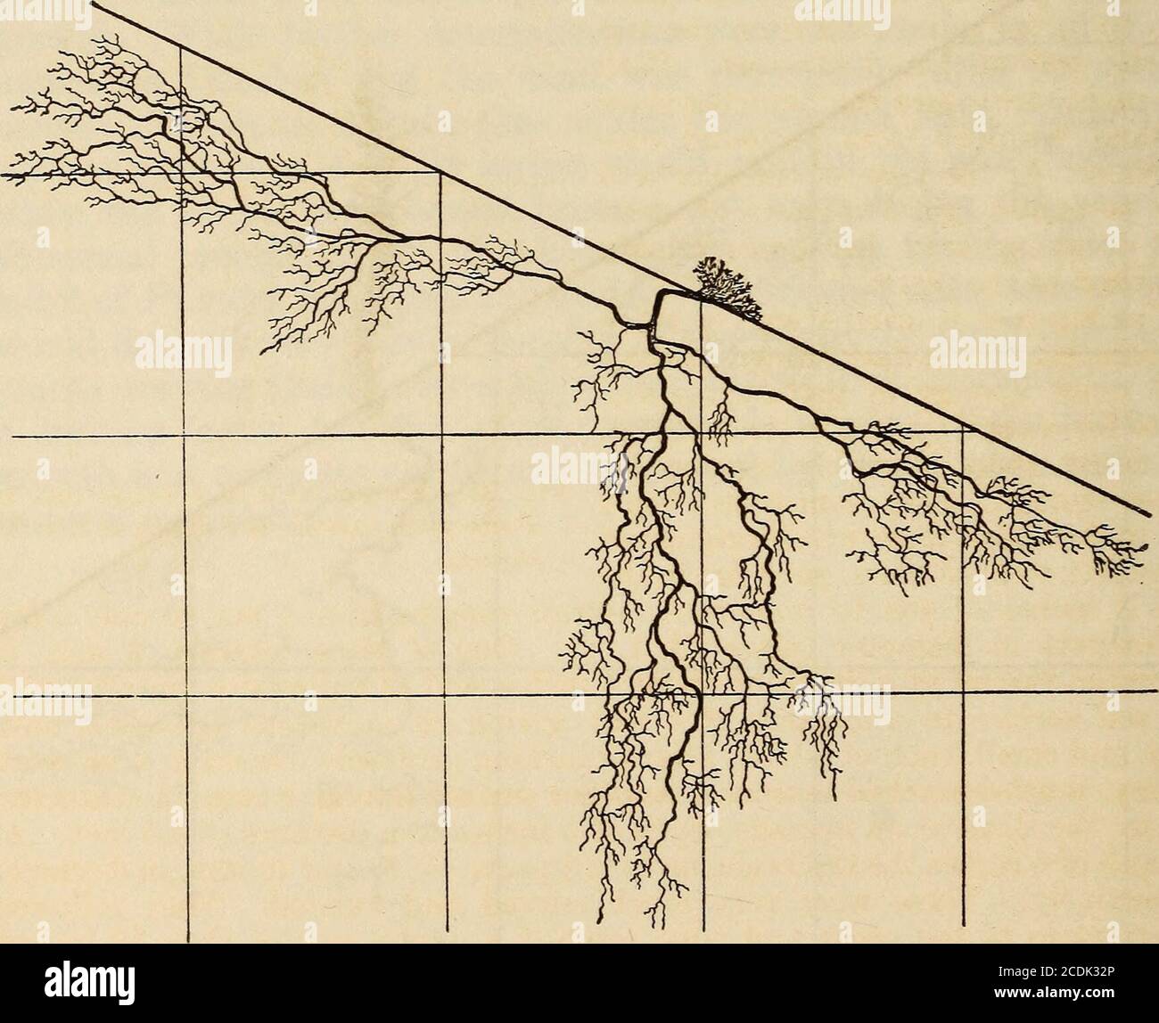 Semi decomposed hi-res stock photography and images - Alamy