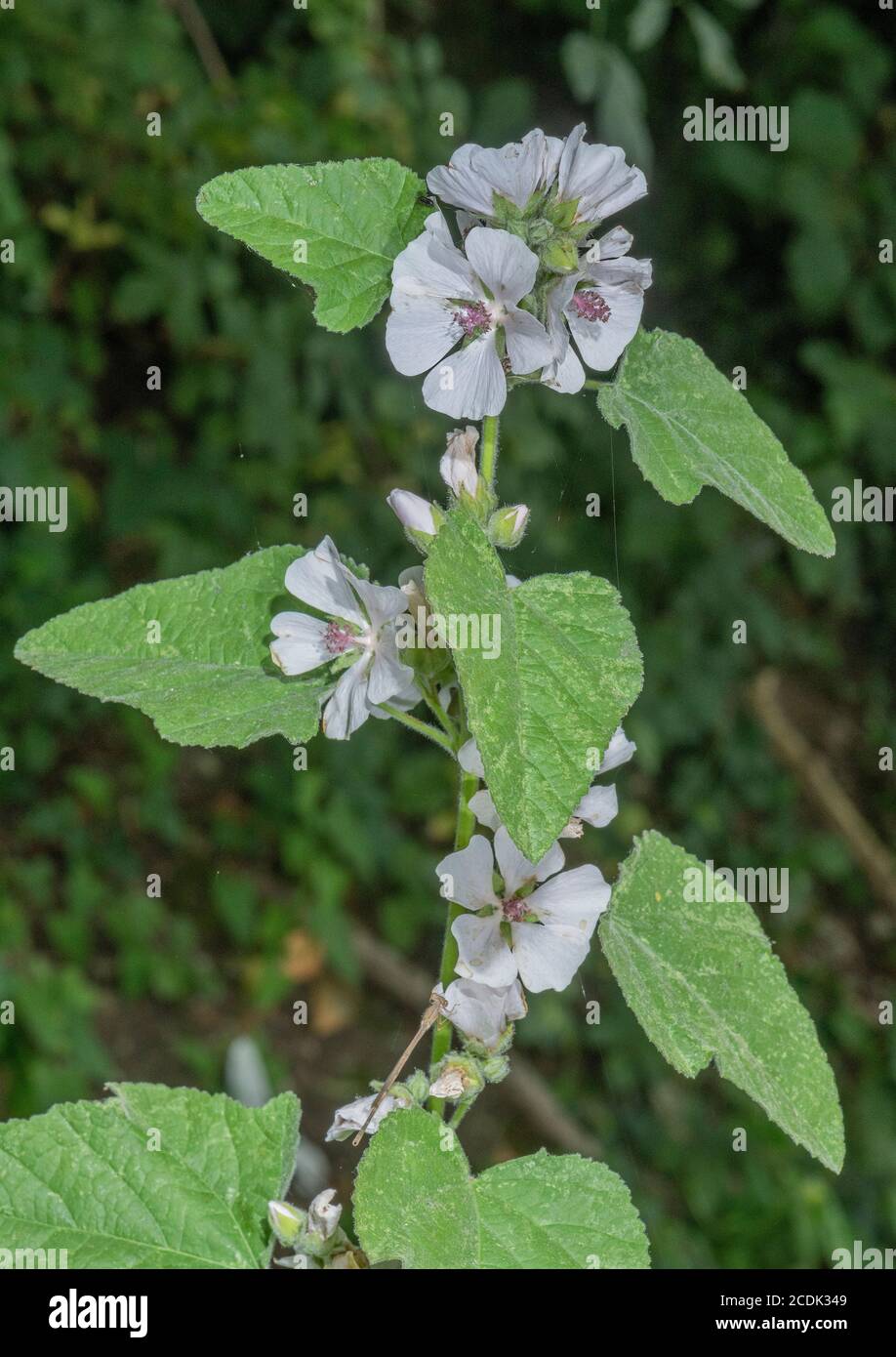 Marsh-mallow, Althaea officinalis, in flower in riverside marshland ...