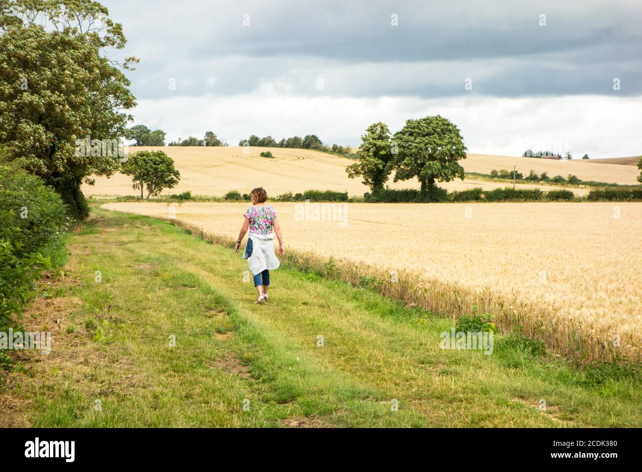 Woman walking along a public footpath through farmland and corn fields ...