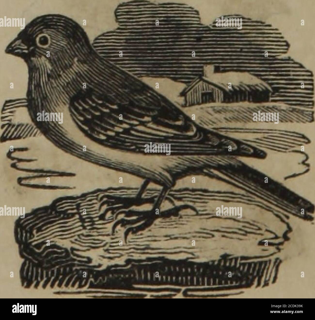 . Elementary exercises for the deaf and dumb . Snow-bird Stock Photo ...