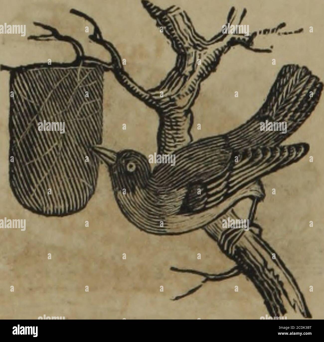 . Elementary exercises for the deaf and dumb . Hanging-bird. Snow-bird ...