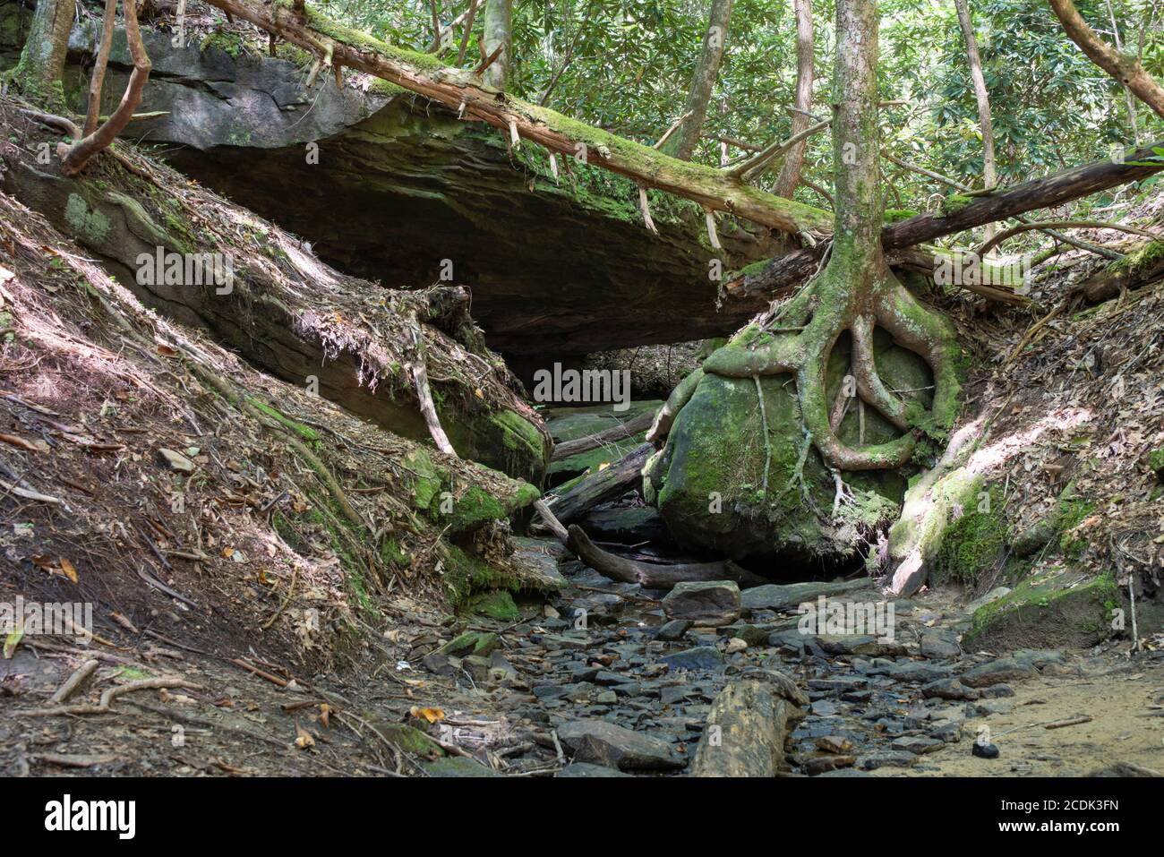 Tree with roots wrapped around a boulder near a hiking trail at ...