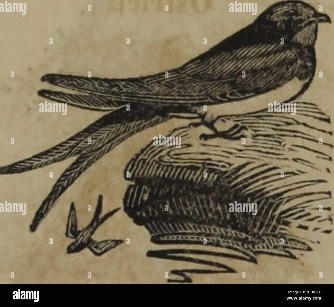 . Elementary exercises for the deaf and dumb . Swallow. Hanging-bird ...