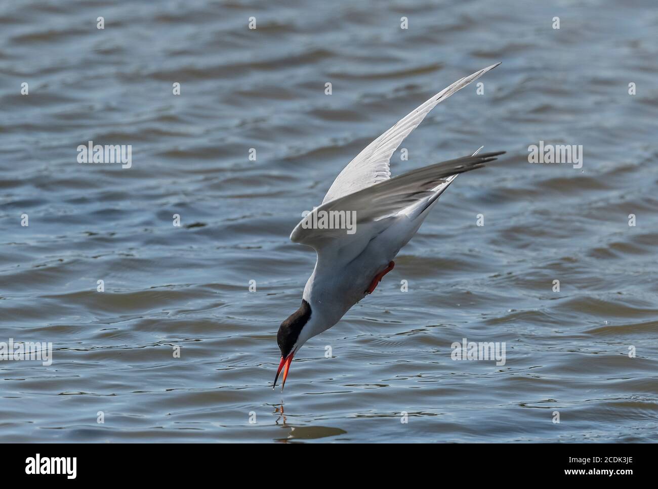 Common tern, Sterna hirundo, diving for fish in coastal lagoon, during ...