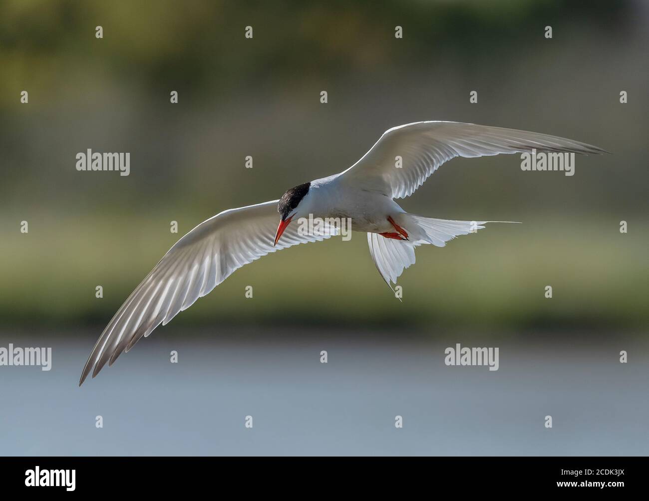 Common Tern, Sterna hirundo, hovering above coastal lagoon, searching ...