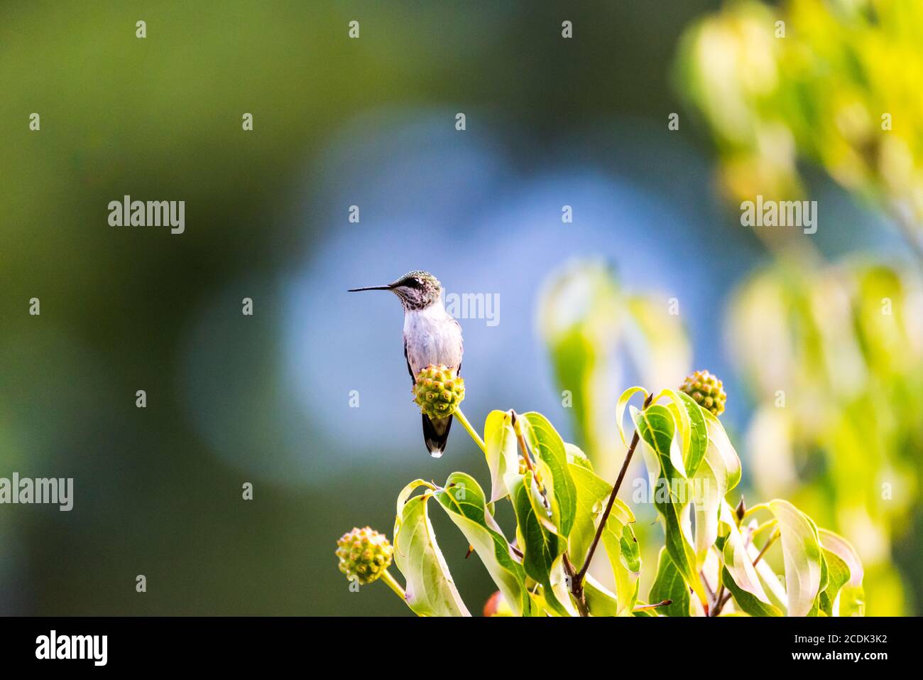 Dogwood tree young tree hi-res stock photography and images - Alamy