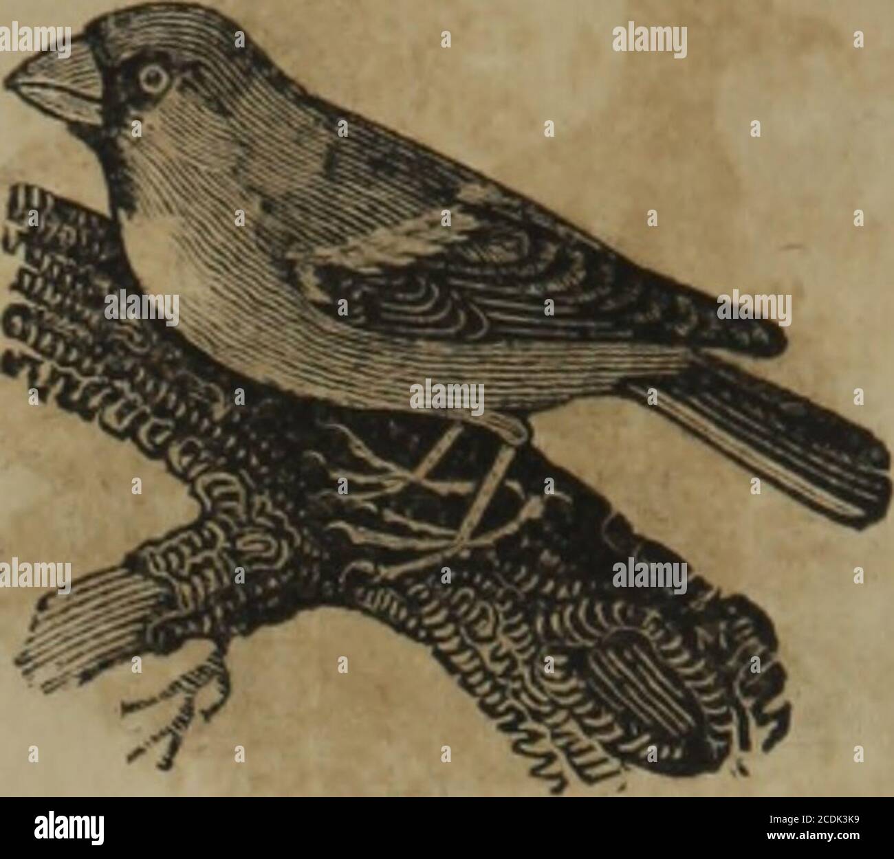 . Elementary exercises for the deaf and dumb . Grosbeak [ 278 ](80/A ...