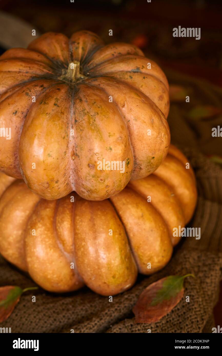 A group of different size autumn pumpkins with fall leaves Stock Photo ...