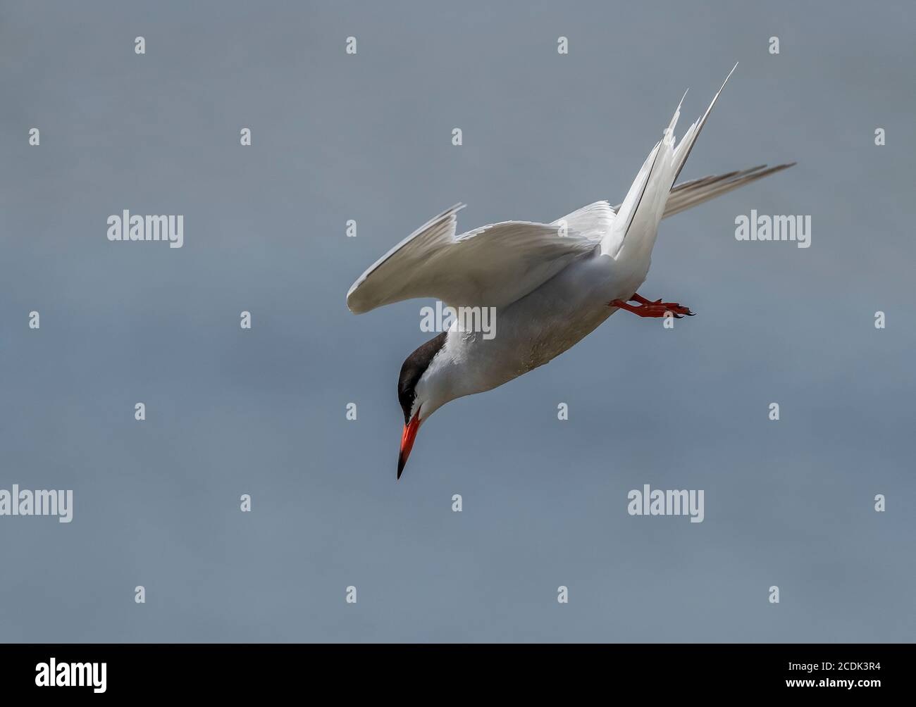 Common tern, Sterna hirundo, starting to dive, hunting for fish in ...