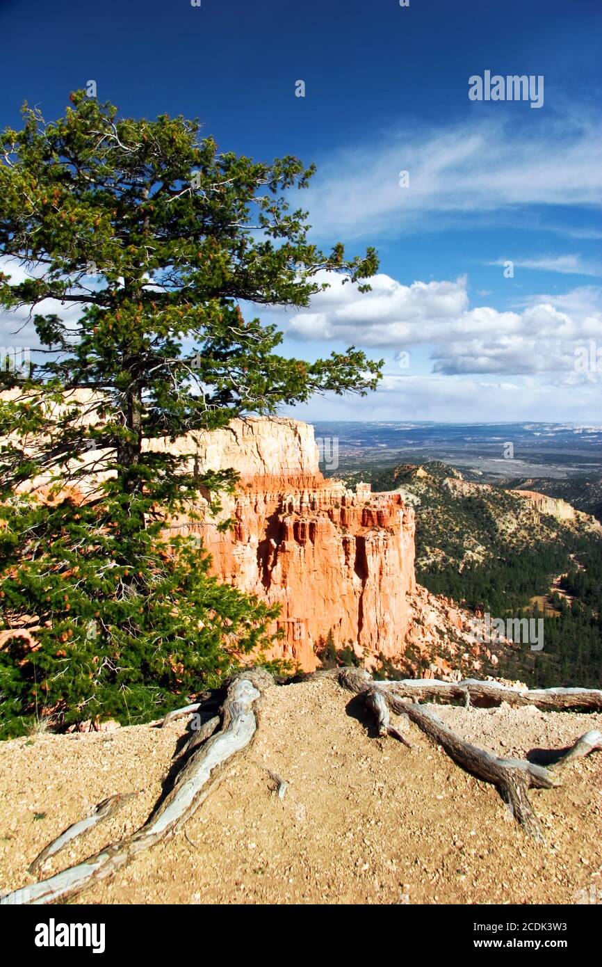 Slopes of Bryce Canyon. Utah. USA Stock Photo - Alamy