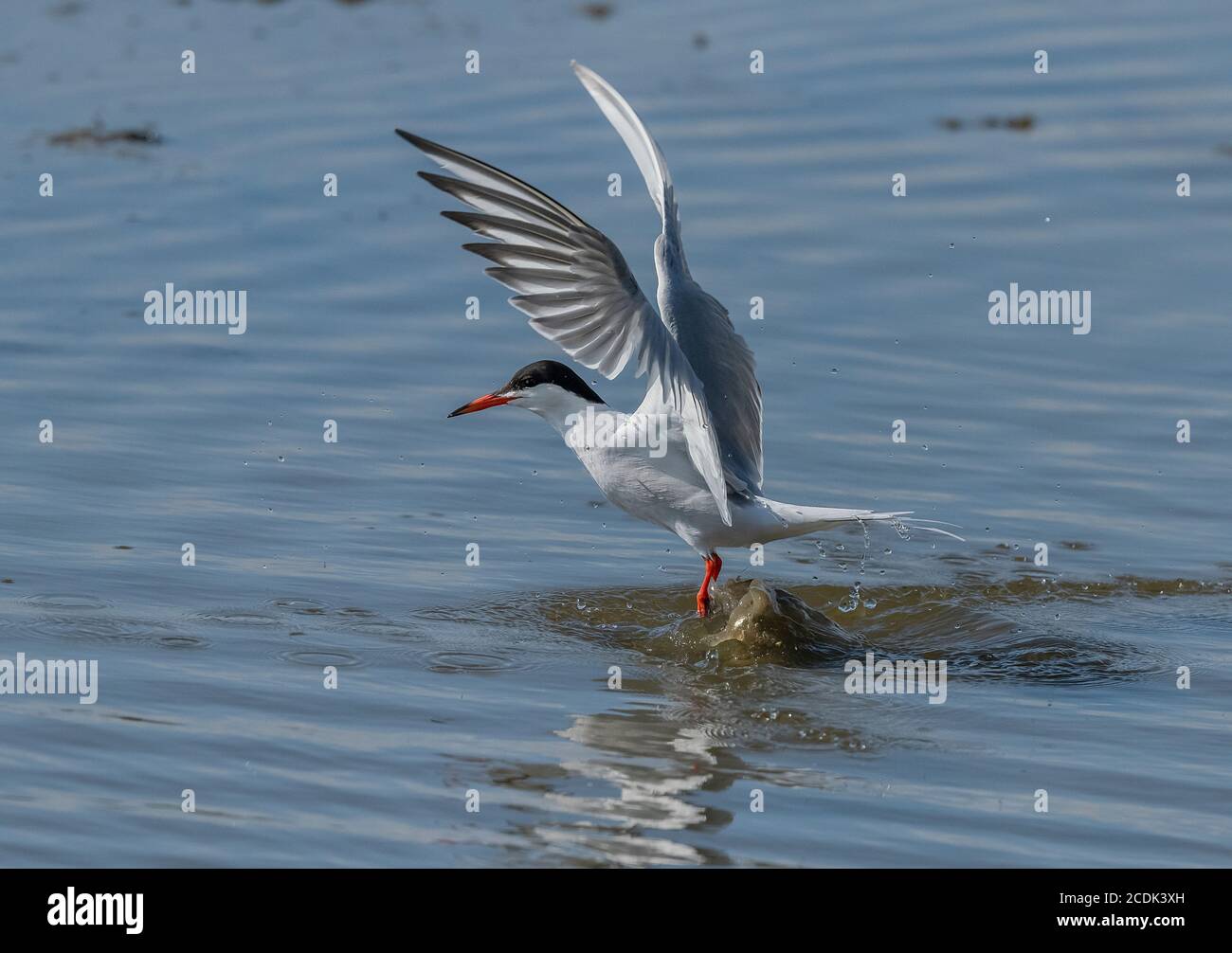 Common tern, Sterna hirundo, taking off after dive, hunting for fish in ...