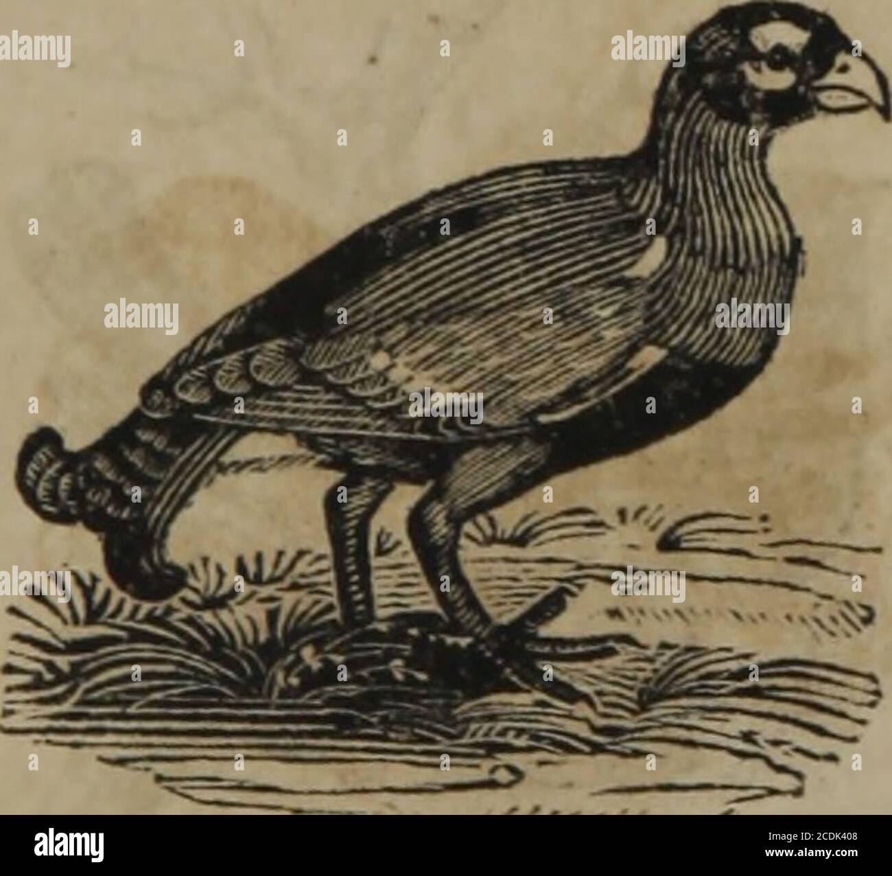 . Elementary exercises for the deaf and dumb . Grous. Pigeon •miHftWiv ...