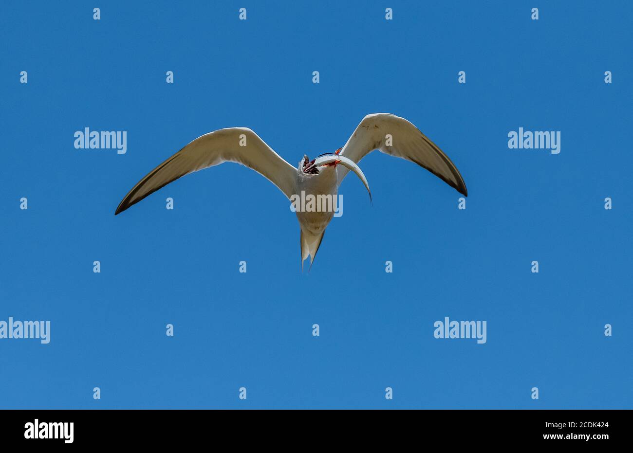 Tern eating fish hi-res stock photography and images - Alamy