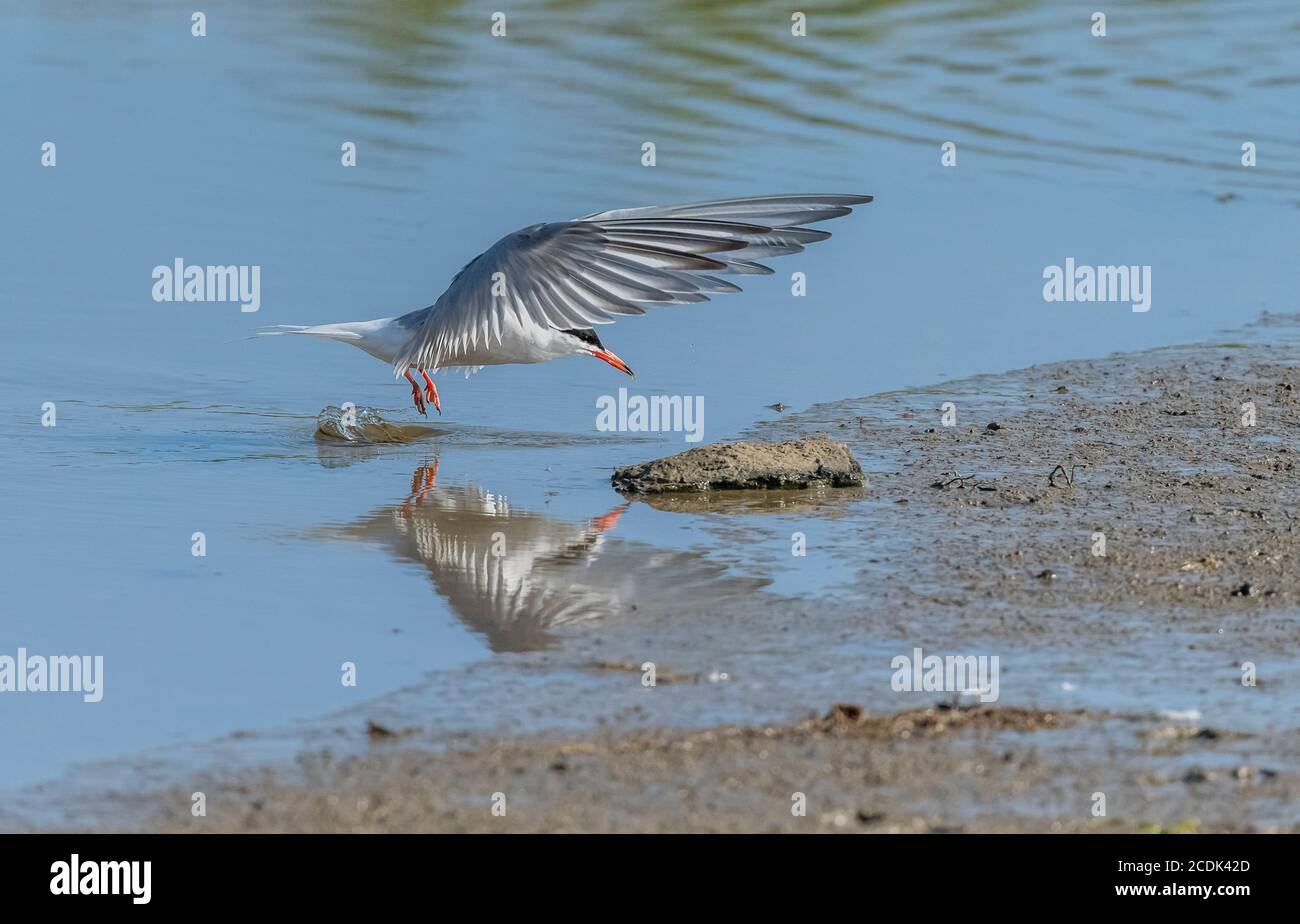 Common tern, Sterna hirundo, hunting for fish in coastal lagoon, during ...