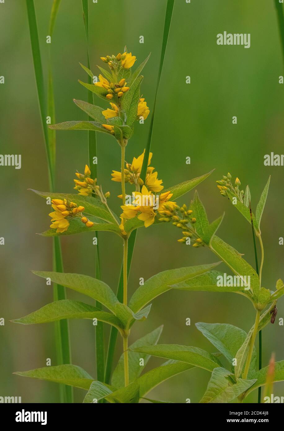 Yellow Loosestrife High Resolution Stock Photography and Images - Alamy