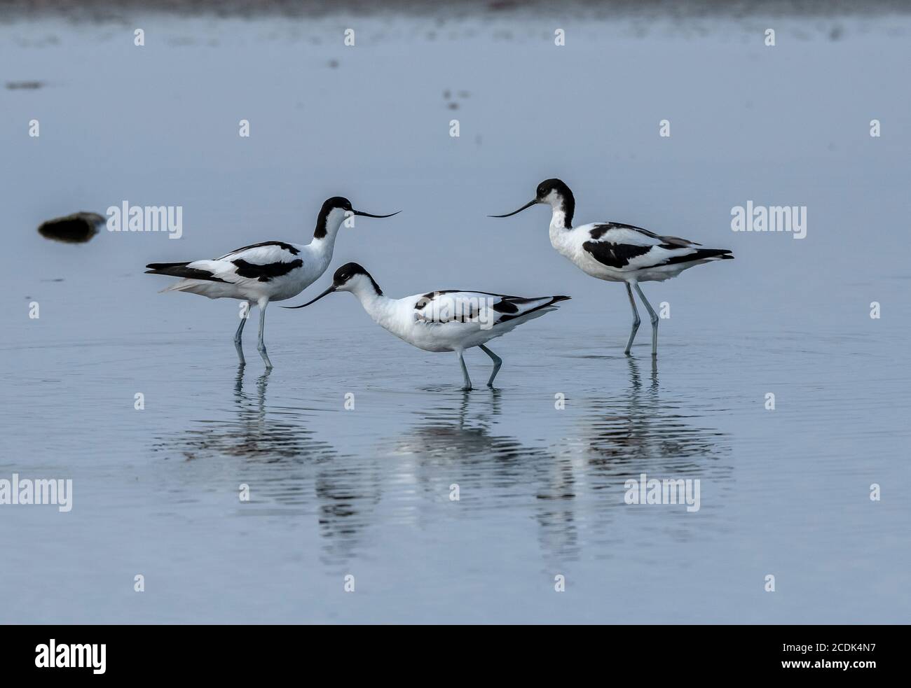 Avocet, Recurvirostra avosetta, group interacting during breeding ...