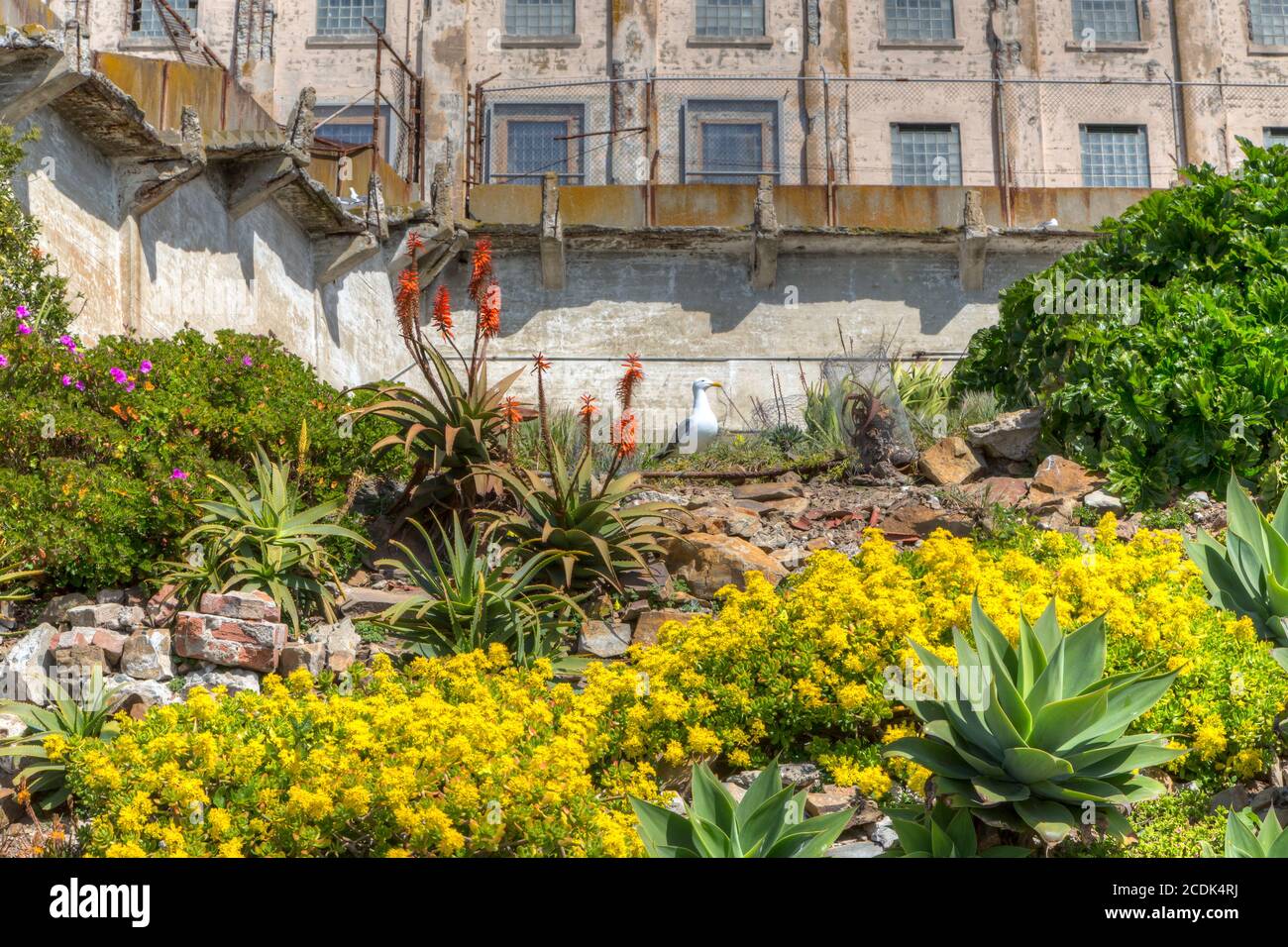 Prison Gardens at Alcatraz Island Prison Stock Photo - Alamy