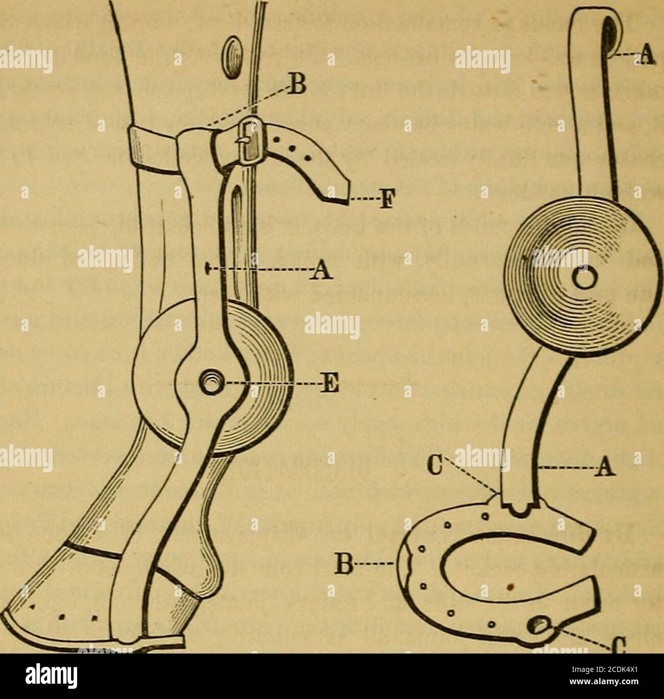 First flow horse hi-res stock photography and images - Alamy