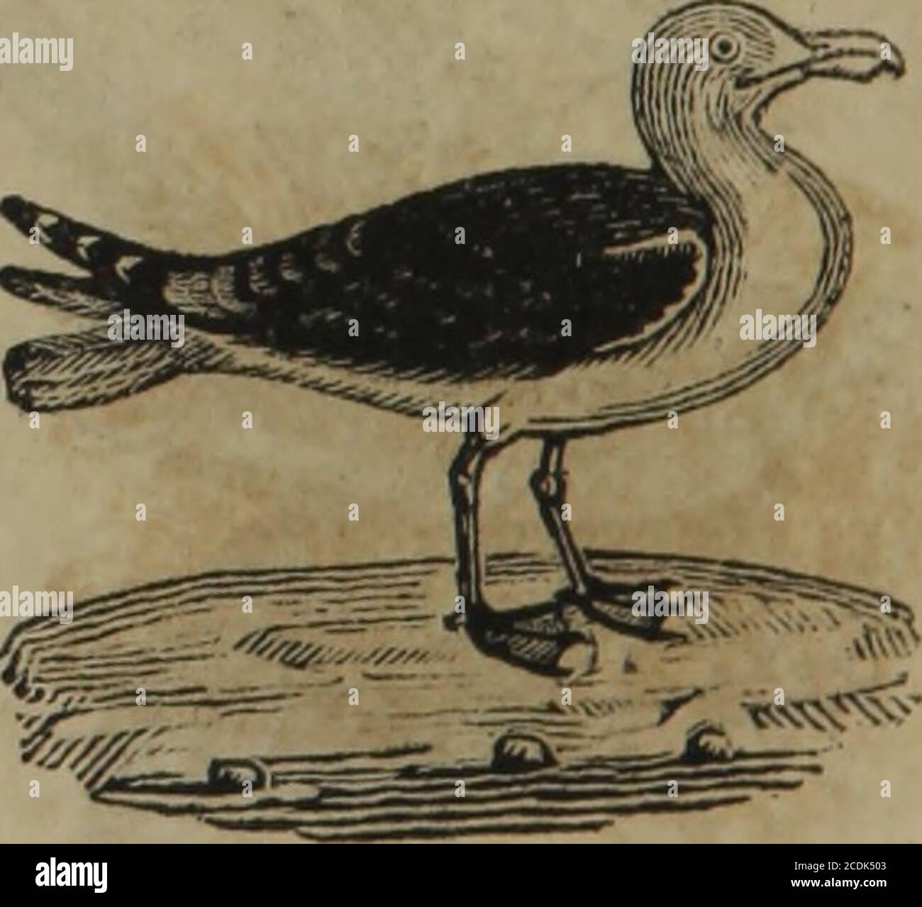 . Elementary exercises for the deaf and dumb . Gull. Crane ^wswKRssftvg ...