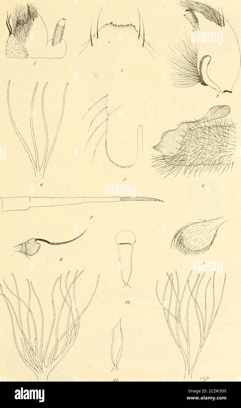 . Insects . .Same, fifth sternite of male, ventral view. Pogonomyioides ...