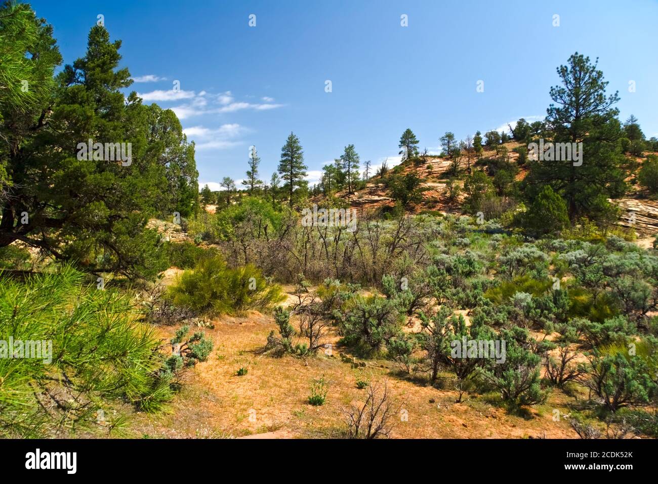 Slopes of Zion canyon. Utah. USA Stock Photo - Alamy