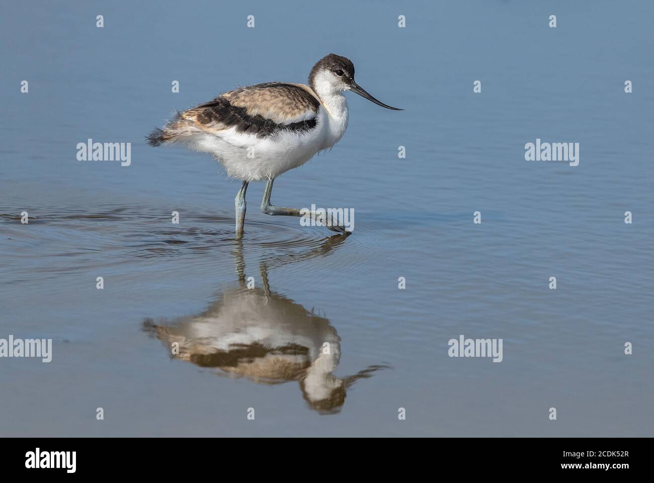 Young Avocet, Recurvirostra avosetta, feeding in shallow coastal lagoon ...