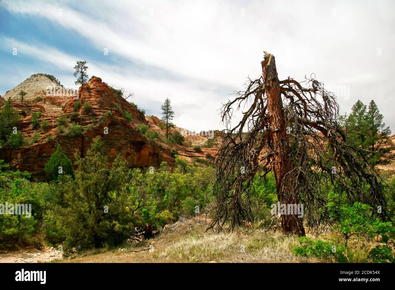 Slopes of Zion canyon. Utah. USA Stock Photo - Alamy