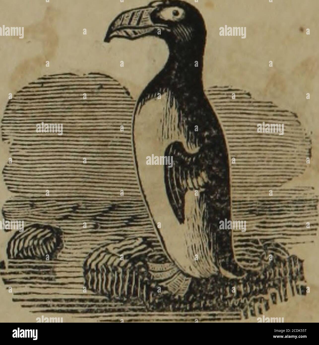 . Elementary exercises for the deaf and dumb . Penguin. Gull Stock ...