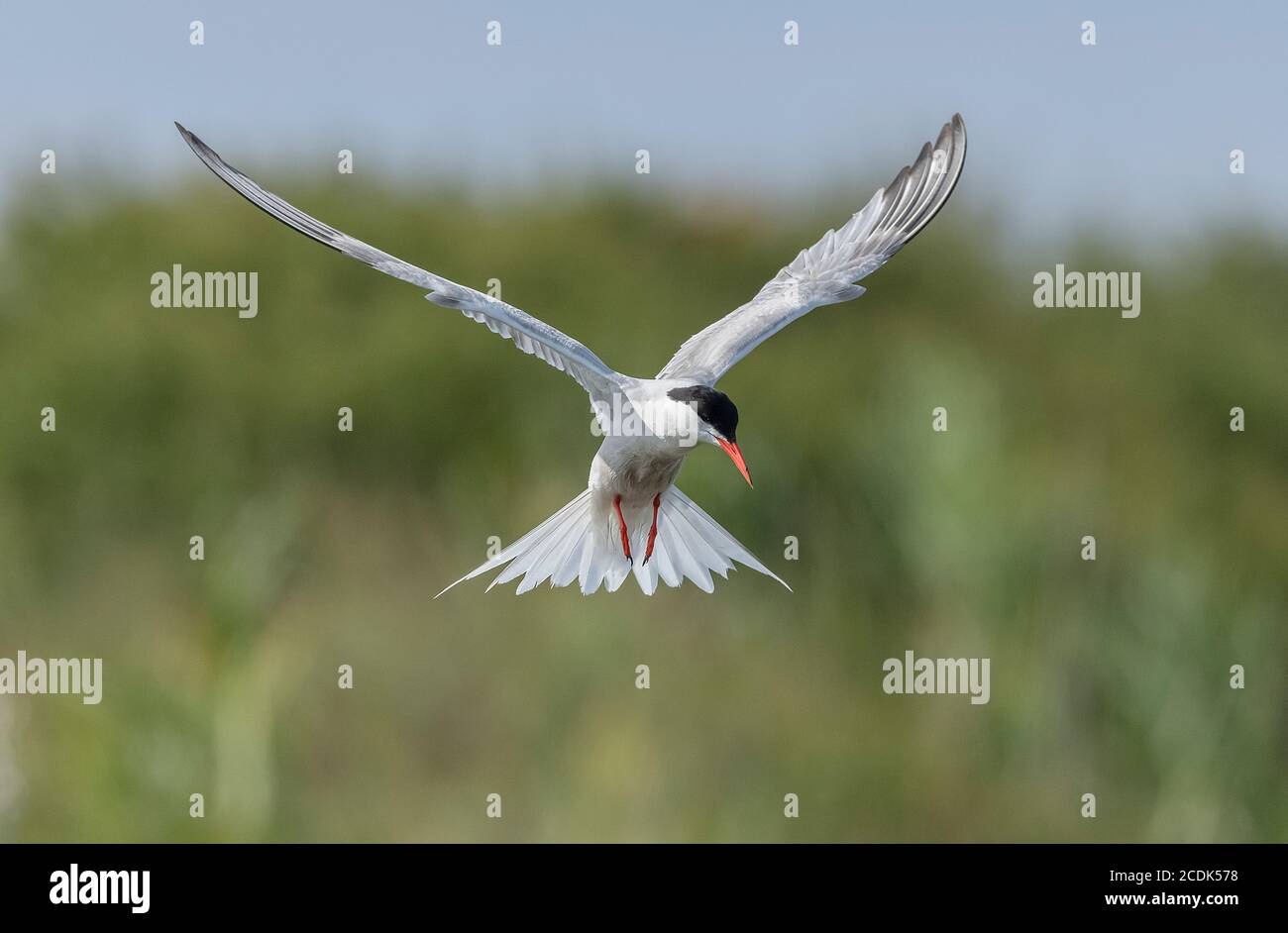 Common Tern, Sterna hirundo, hovering above coastal lagoon, searching ...