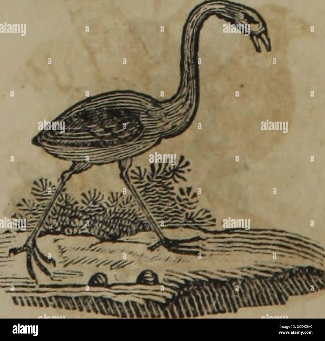 . Elementary exercises for the deaf and dumb . Flamingo. Wild-duck ...