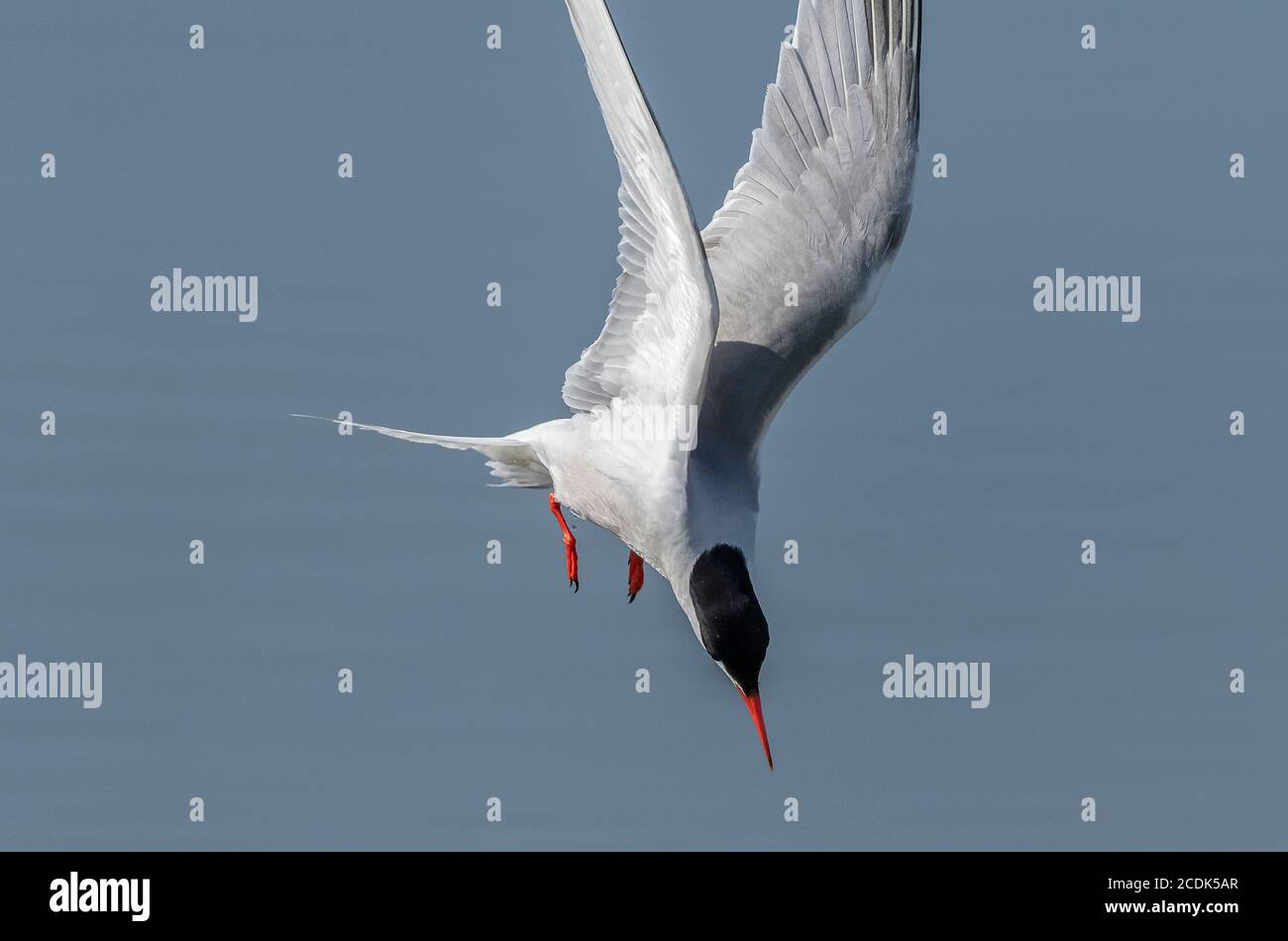 Common tern, Sterna hirundo, diving for fish in coastal lagoon, during ...