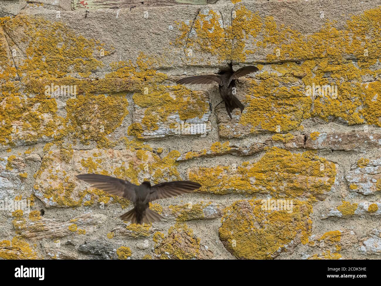 Common swifts, Apus apus, around nesting site in old stone house wall ...