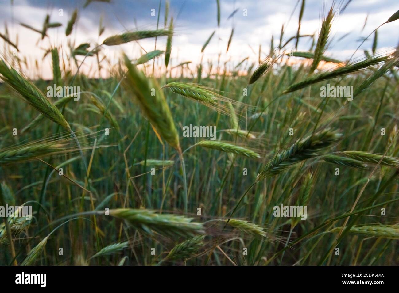 The field of rye Stock Photo - Alamy