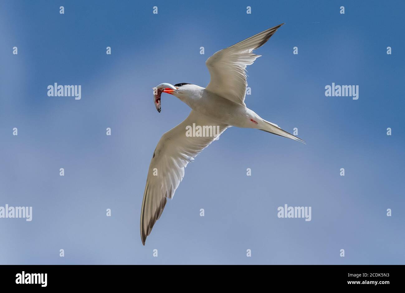 Tern eating fish hi-res stock photography and images - Alamy